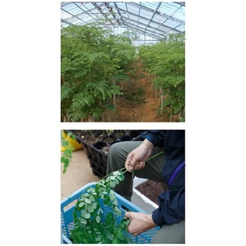 Online sale of Moringa Zen Okinawa Blend for preventing and treating ...